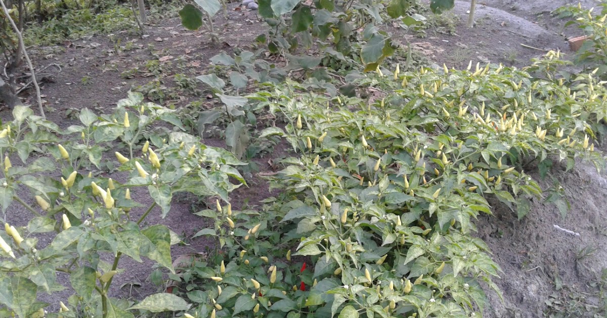 Tanaman cabai putih ini sangat lebat dan subur - Manfaat-Lab