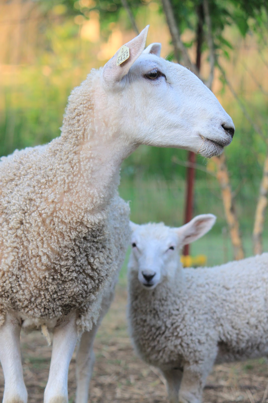 Artisan Meadows: The Sheep