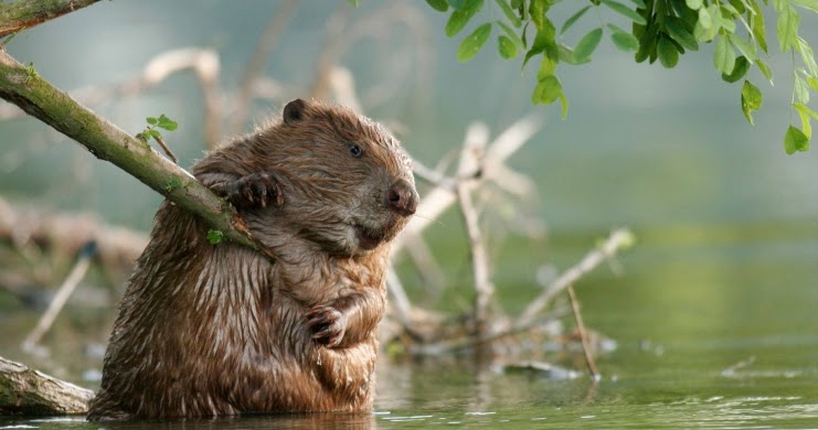 germ@namur: The beaver as national symbol of Canada