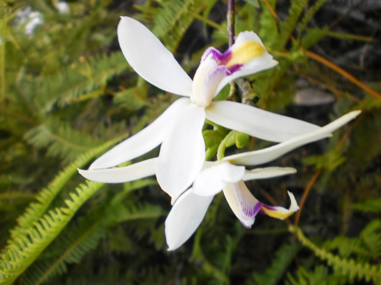 Wild Adventure - Central Borneo island: Terrestrial orchids?? Ground ...