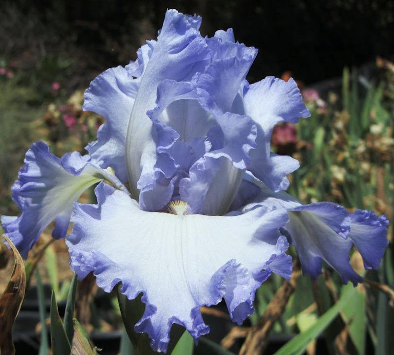 World of Irises: Irises: The Best and the Bluest, Part One