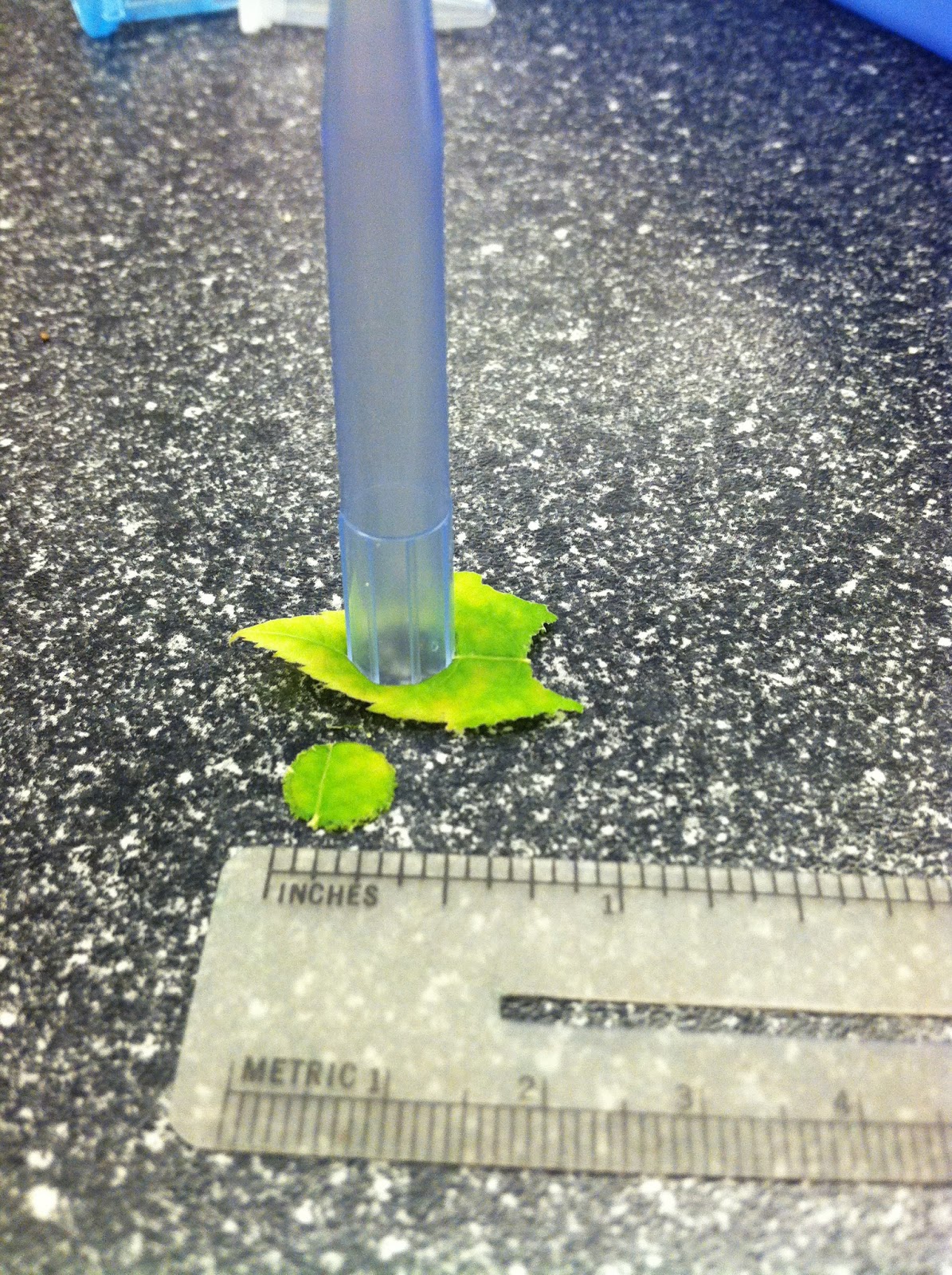 Leaf DNA Experiment