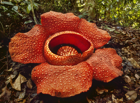 Raflesia Arnoldi Kartun