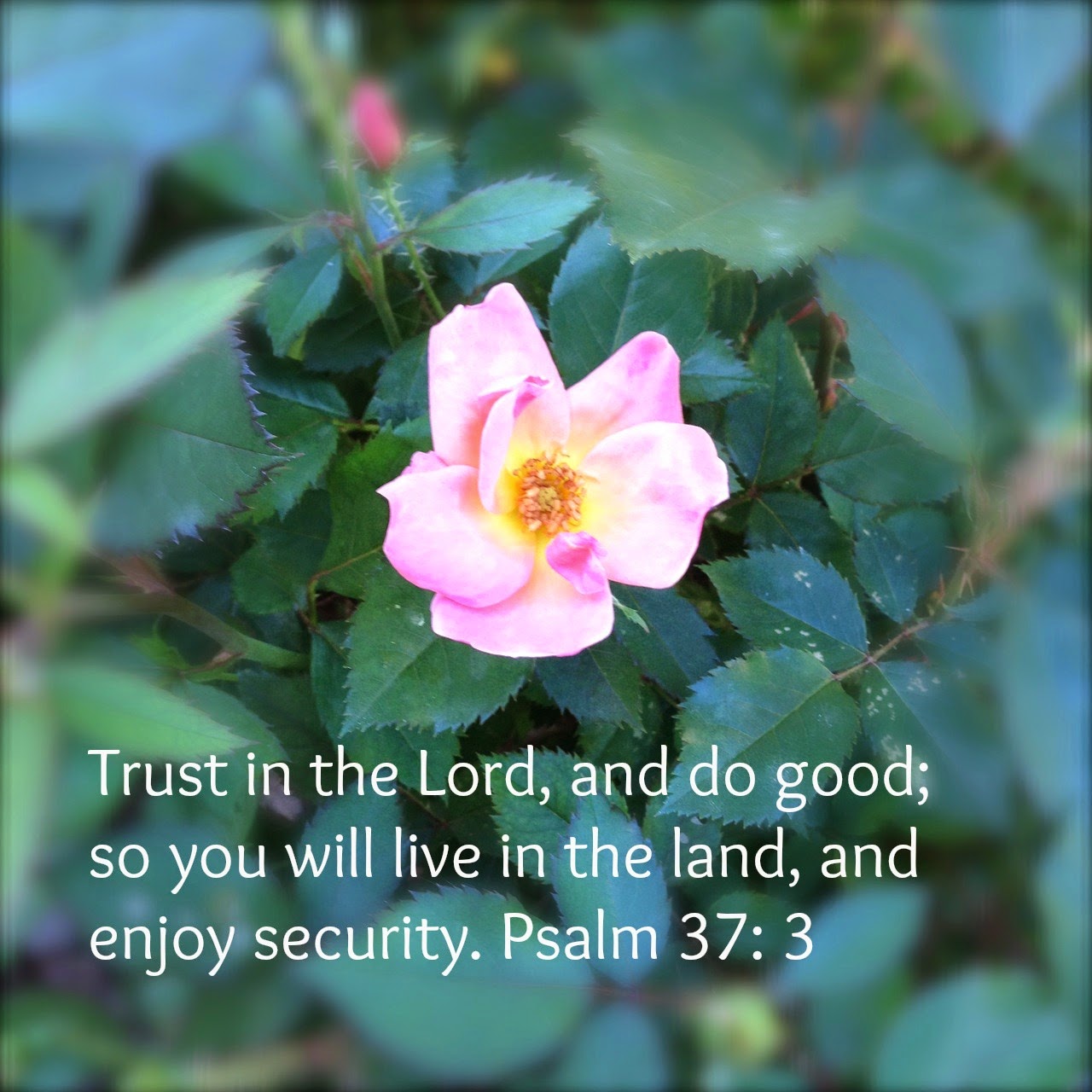 His UnEnding Love: Psalm 37: 3