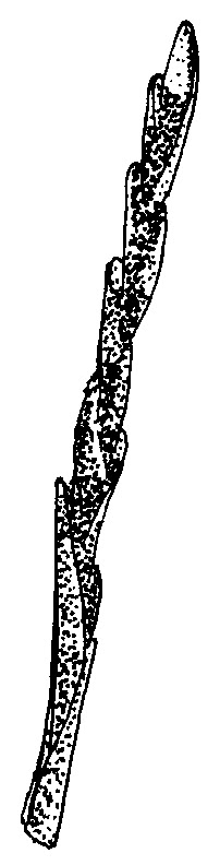 Moss Notes: Asexual Reproduction/Vegetative Propagation