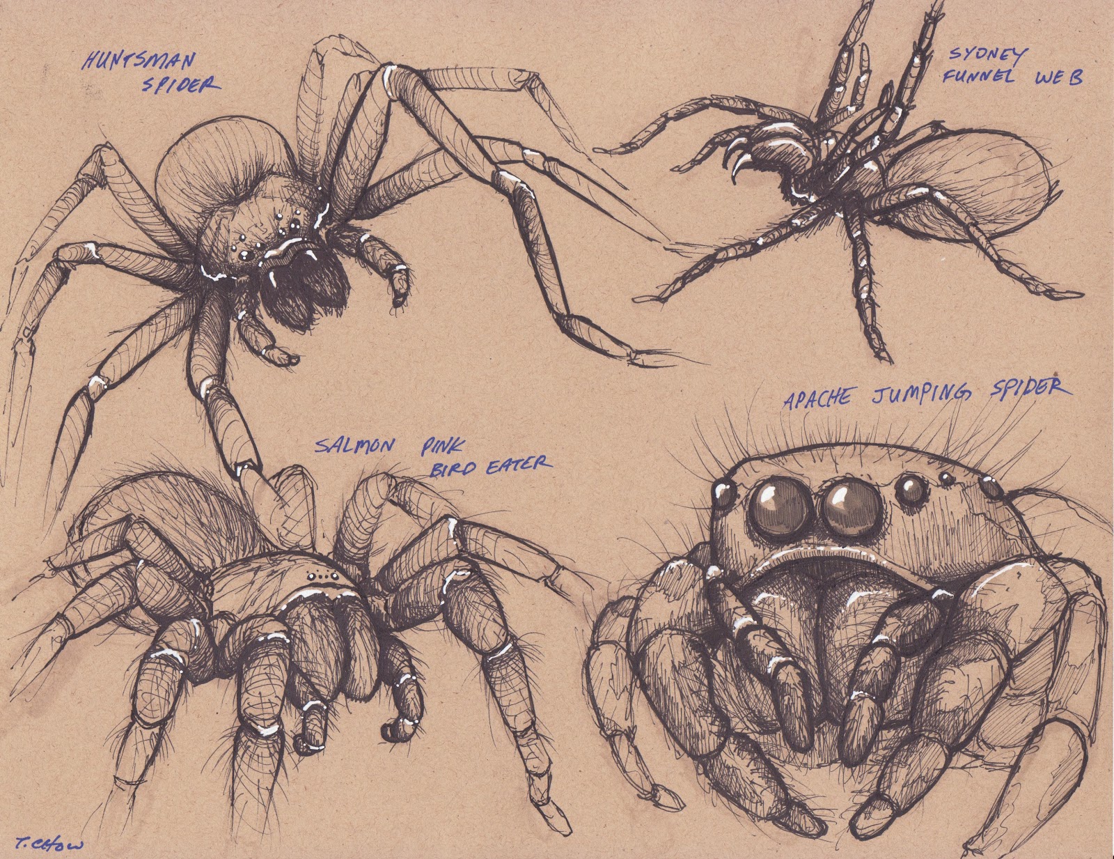 Tyler Chow: Dynamic Sketching - Week 4 - Insects