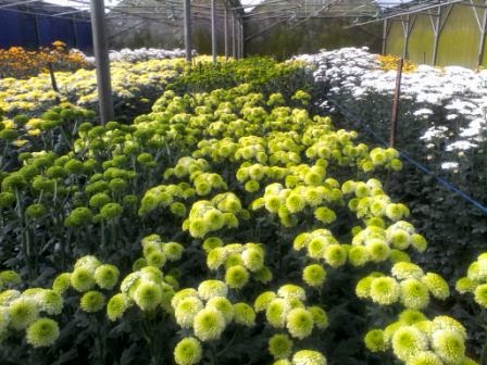 Bunga Indah Malino BIM: Jenis bunga krisan