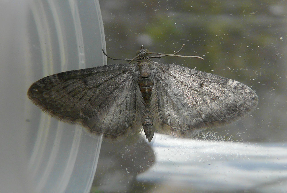 The Orthosia Enthusiast: May 2011