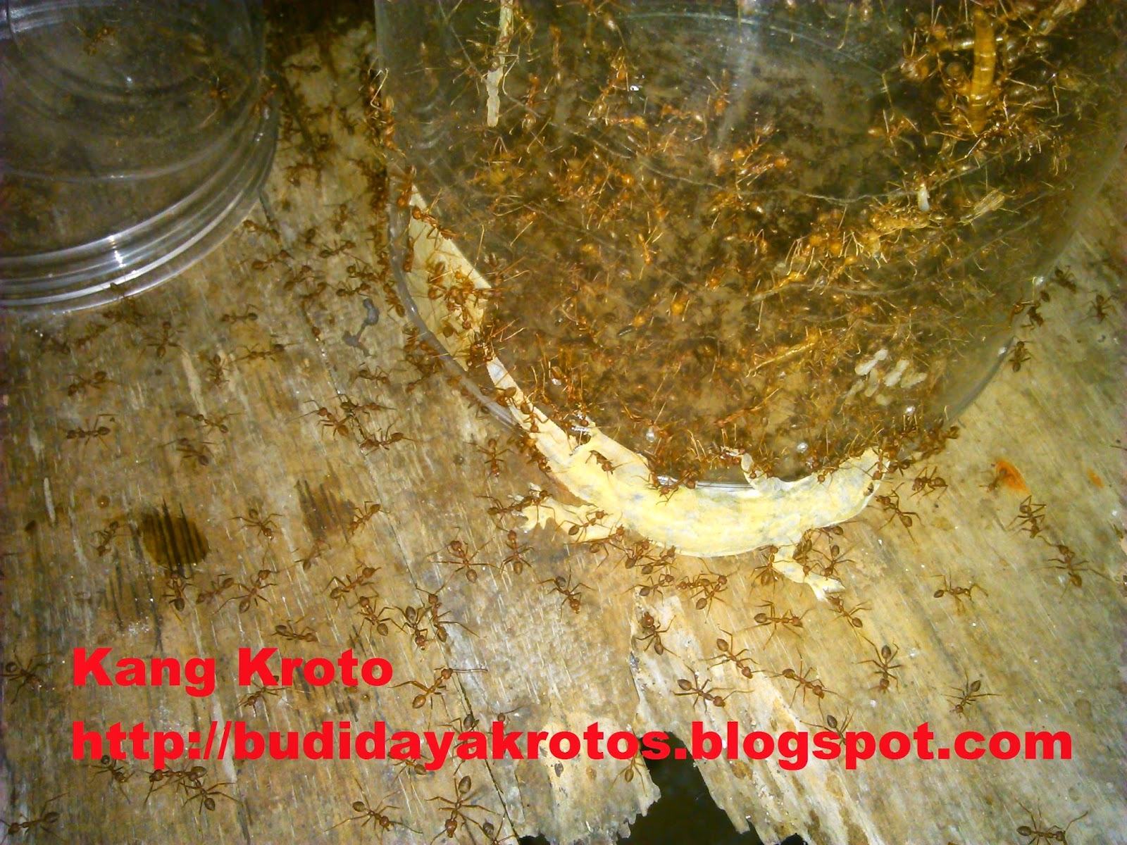 10 Jenis Pakan Semut Rangrang Budidaya Kroto | Budidaya Kroto