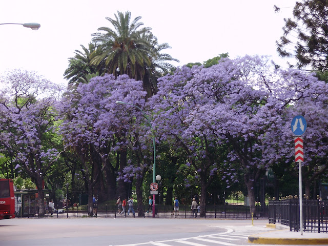 Jacaranda trees paint Buenos Aires in blue | My Buenos Aires Travel Guide
