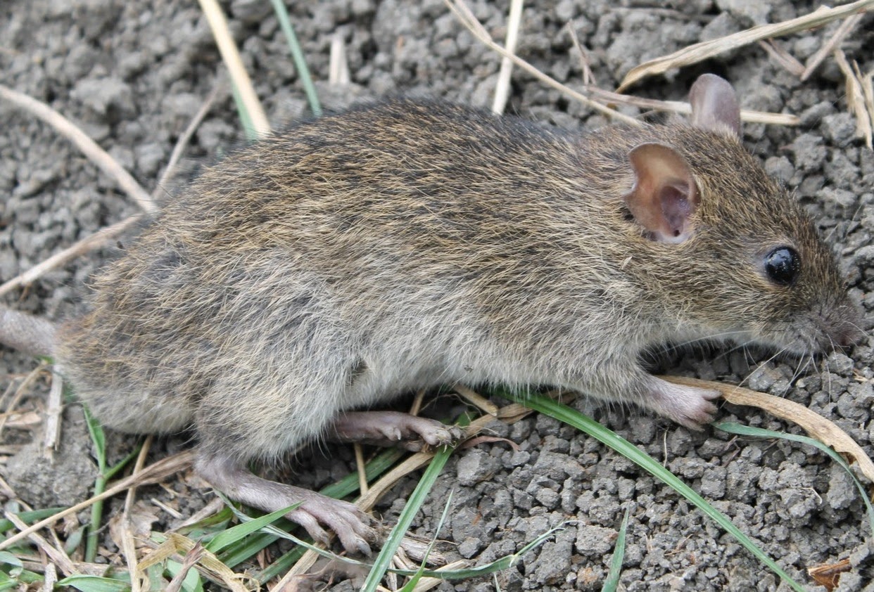 MEDIA PENYULUH PERTANIAN NURSETO AGUS HARYATMO.BLOGGER: PENGENDALIAN ...