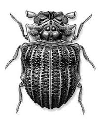 Ordo Coleoptera; Anggota sub Ordo Coleoptera; dan Familia Coleoptera