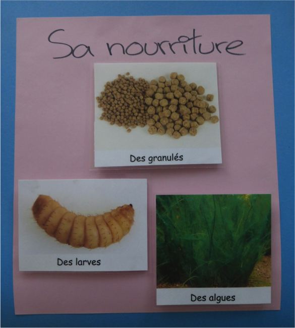 Mon blog d'institutrice maternelle: La carte d’identité du poisson rouge