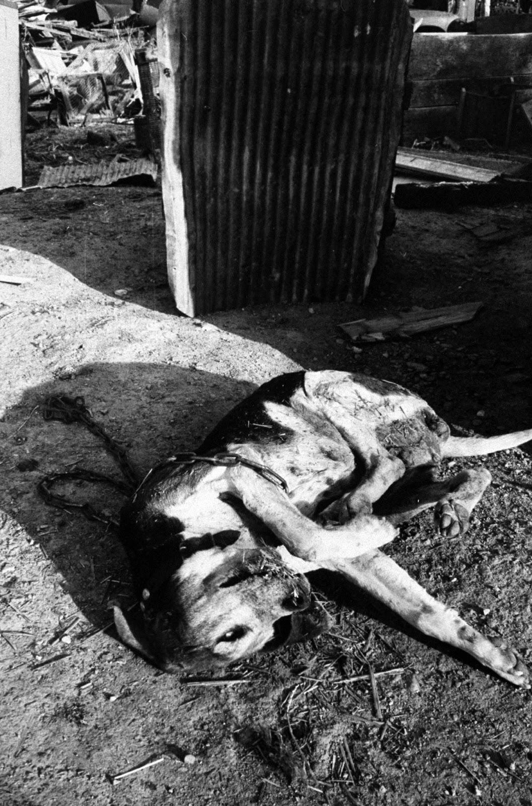 Concentration Camps for Dogs in 1966 ~ Vintage Everyday