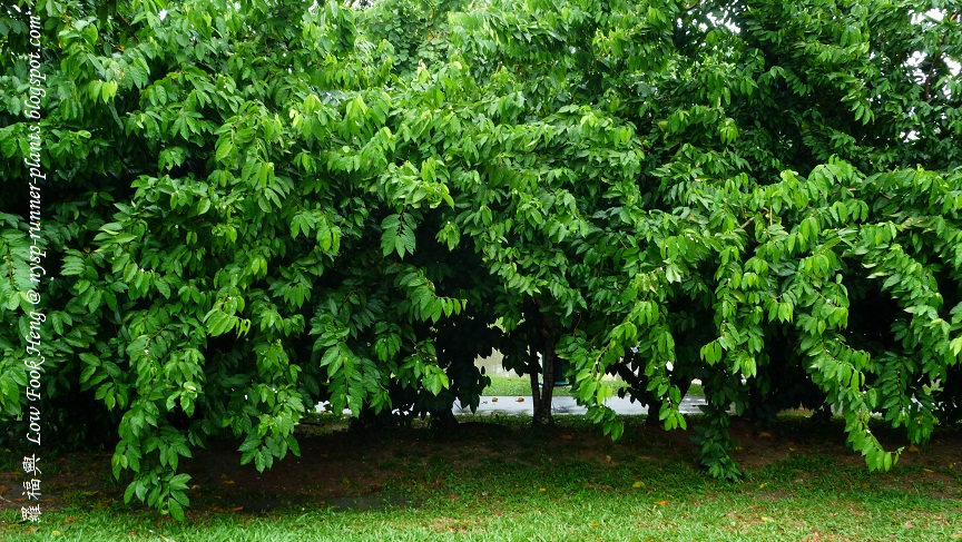 馬來西亞熱帶雨林: Baphia