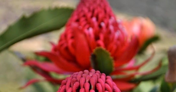 A Passion for Flowers: Waratah