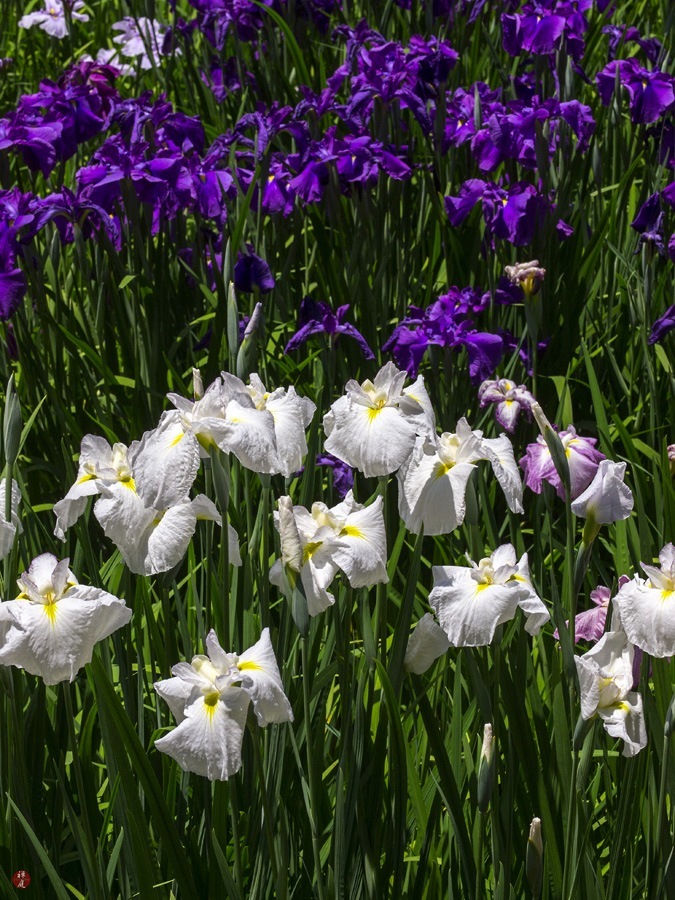 FROM THE GARDEN OF ZEN: June 2013