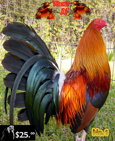 historia del gallo gallino: 2013