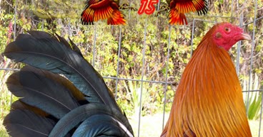 historia del gallo gallino: Historia del gallo gallino