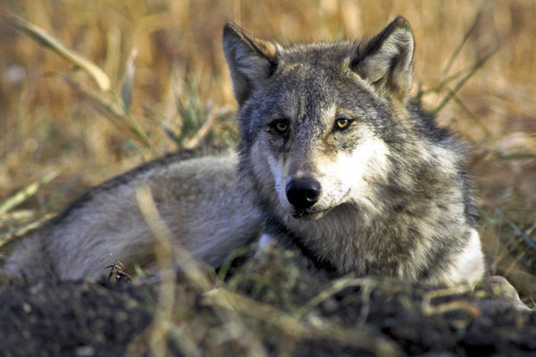 The Rural Blog: Federal judge restores endangered species status for ...