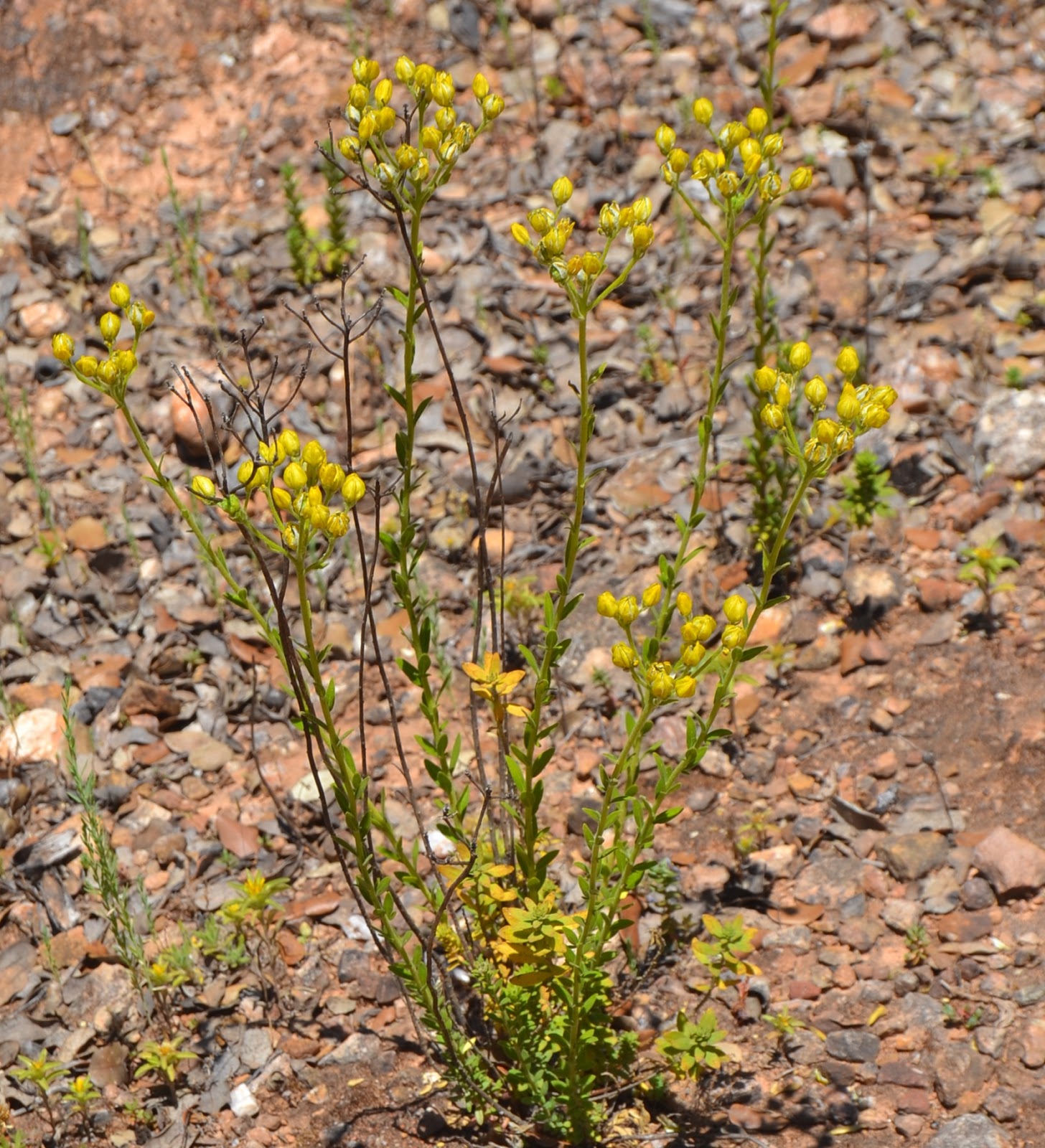Plantas: Beleza e Diversidade: Uma novidade na flora de Portugal ...