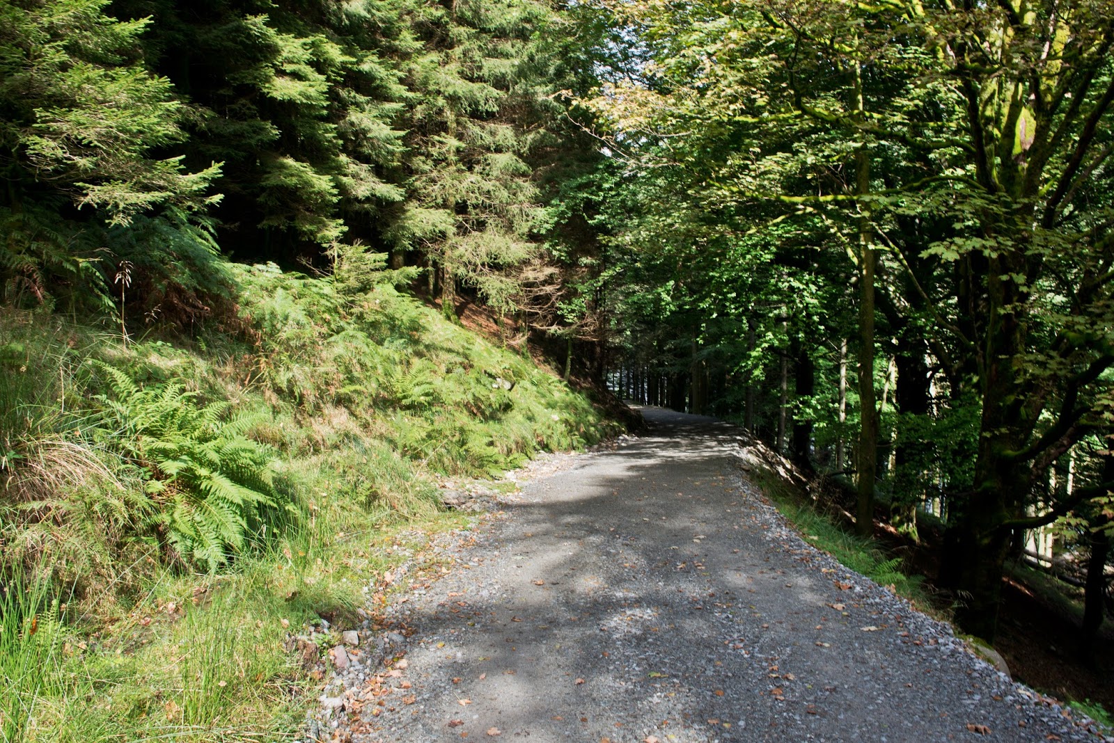 Wigtwizzle - Norman Smith's Travel Blog.: Harrop Tarn and Thirlmere