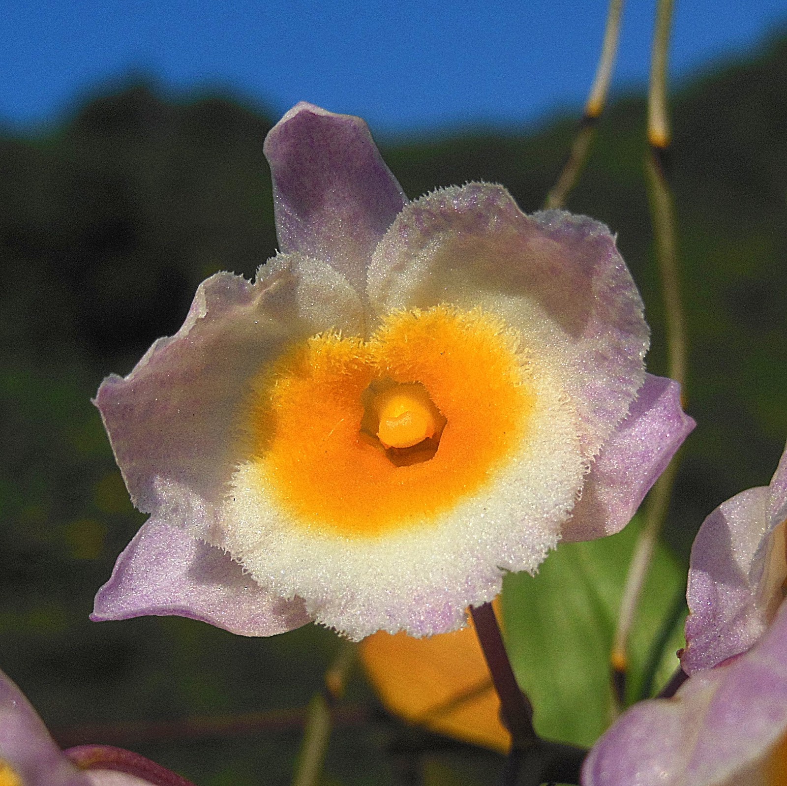 Dendrobium farmeri heralds the arrival of spring