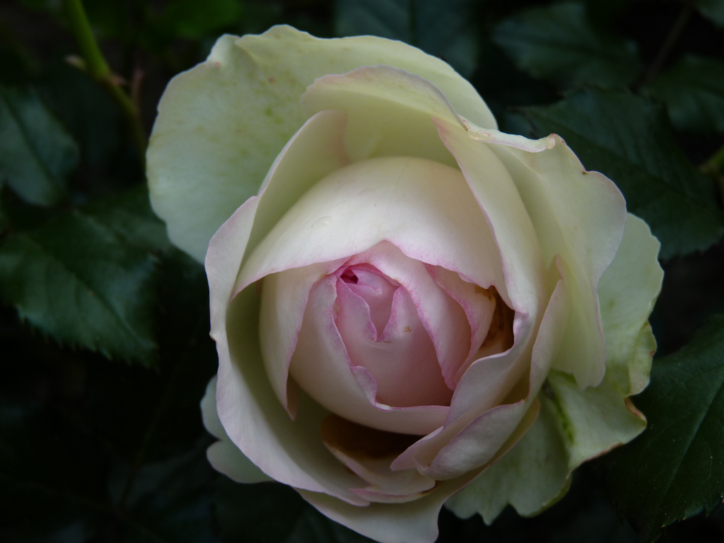 Høneballehaven på Samsø: Haverigdom og blogglæde