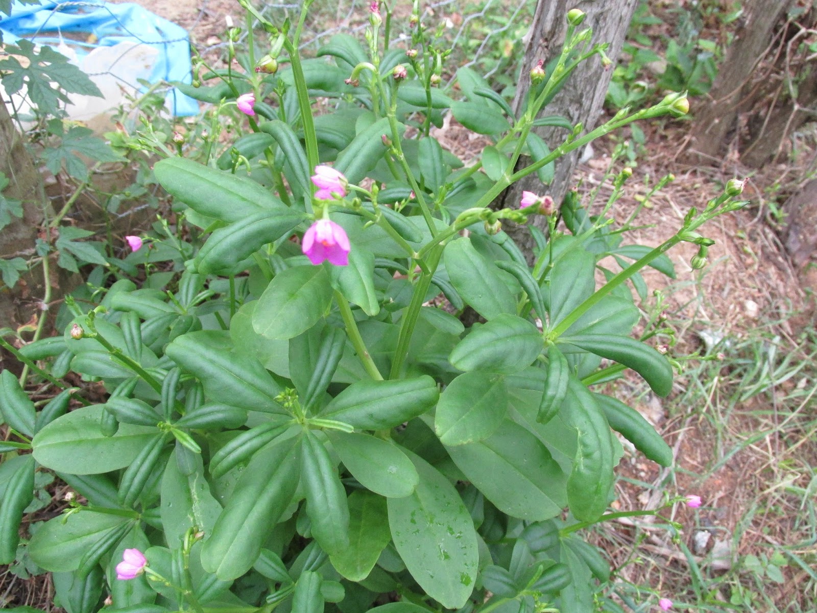 .: Vegetarianos e as plantas alimentícias não convencionais