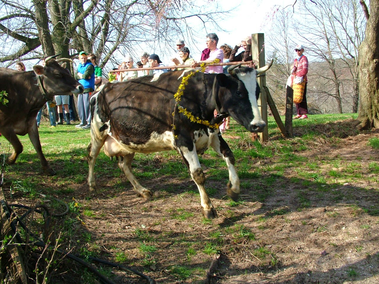 Camphill Village Kimberton Hills News: Springtime Cow Celebration