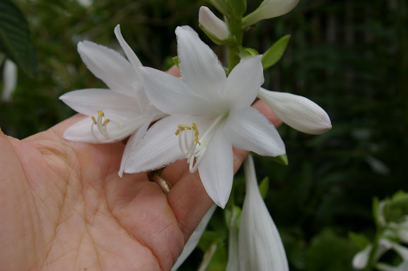 The DuBrule Diaries: The August Lily