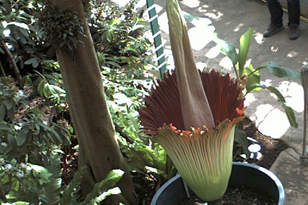 La flor mas grande del mundo se abre en Berlin y huele a carne ...