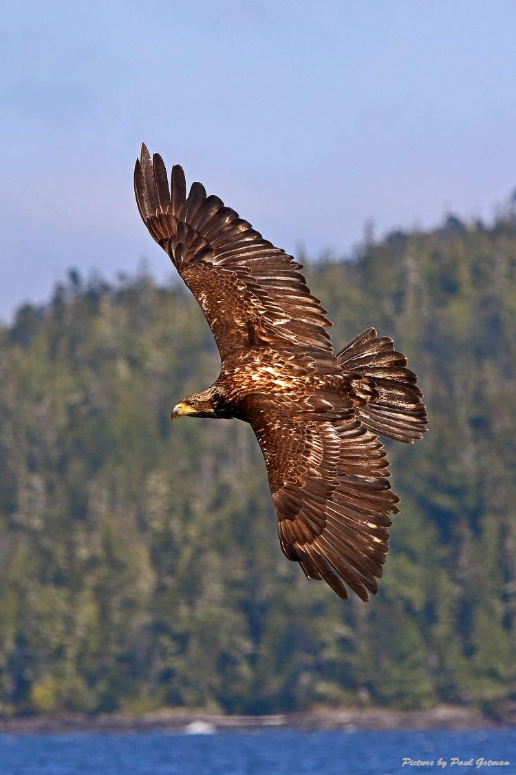 Shutterbugs Capturing the World Around Us: Young Eagles in flight