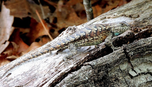 Birding Is Fun!: Birding the Red River Gorge (Kentucky)