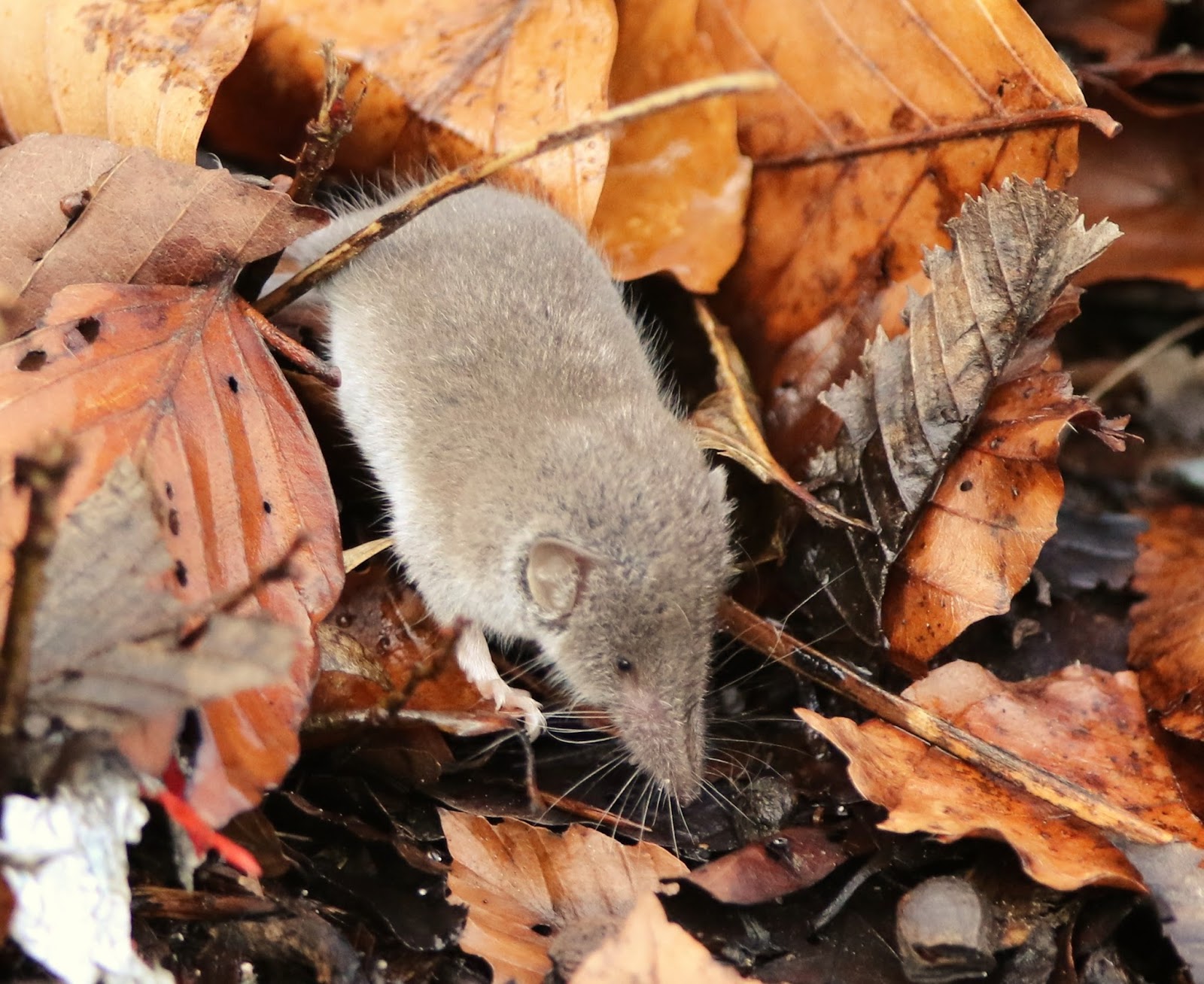 Murfs Wildlife : Greater White-toothed Shrew