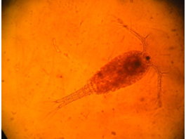 Belajar Biologi: klasifikasi dan karakteristik Chantocamptus sp