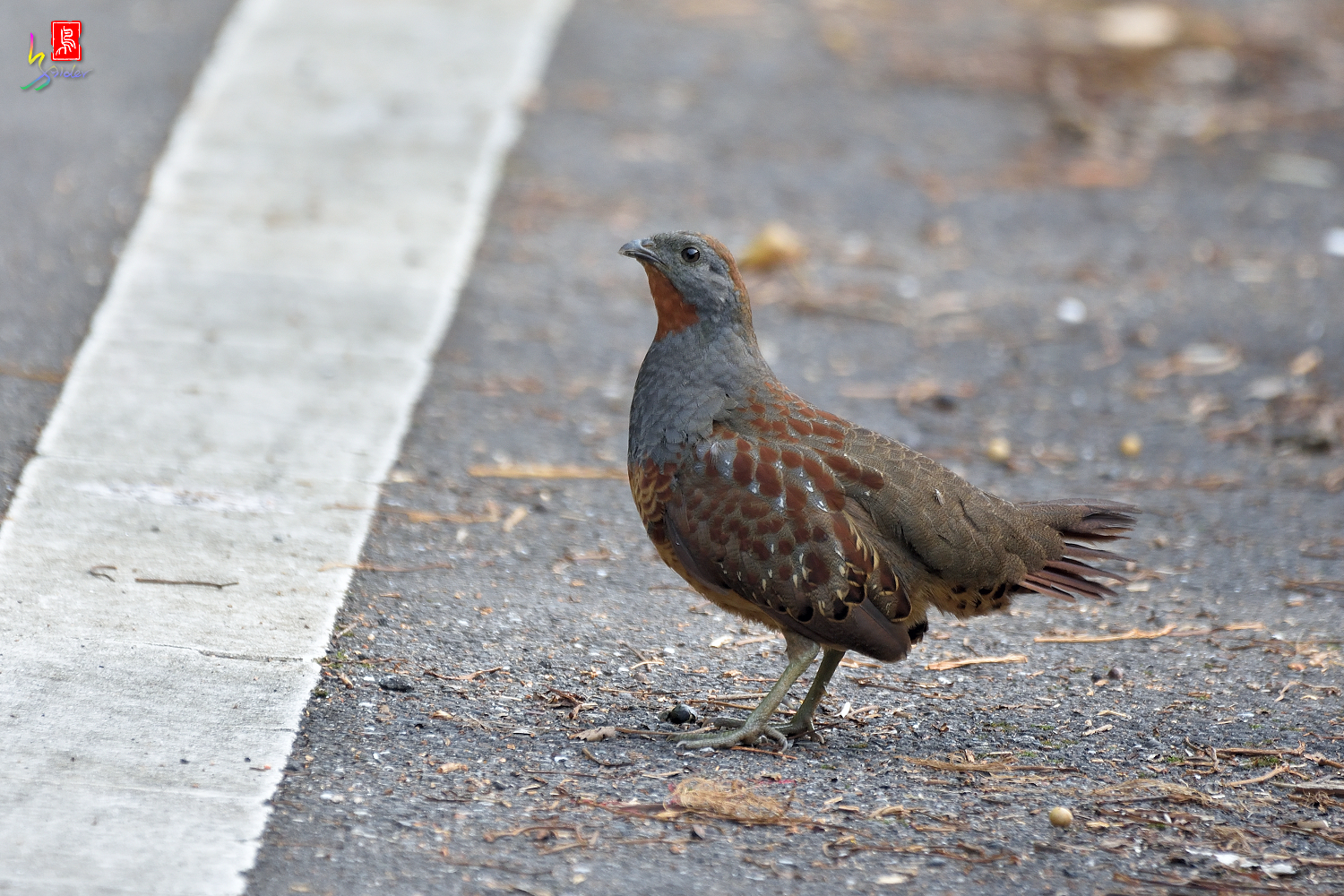Alder's Bird-watching Notes: 坪林竹雞．Taiwan Bamboo Partridge@Pinling．2020 ...