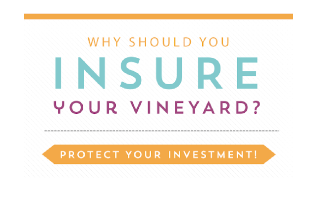 Why Should You Insure Your Vineyard? [Infographic] - Visualistan