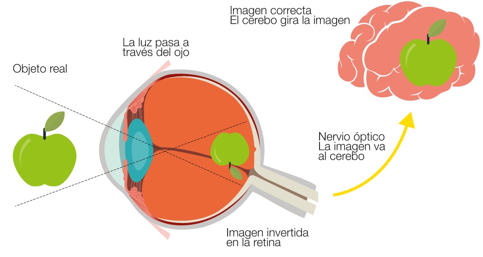 Ilustrar Clínica Cada semana percepción del color por el ojo humano ...