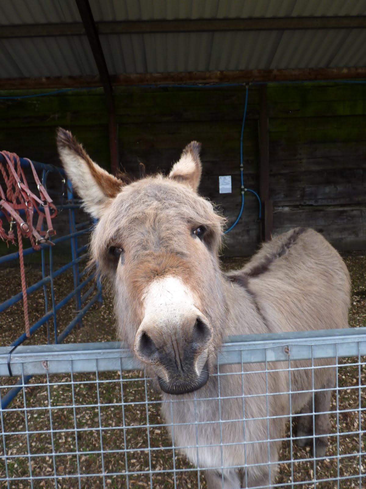 Farmer Bryan: Piglets, a sulky shire and a handsome donkey!