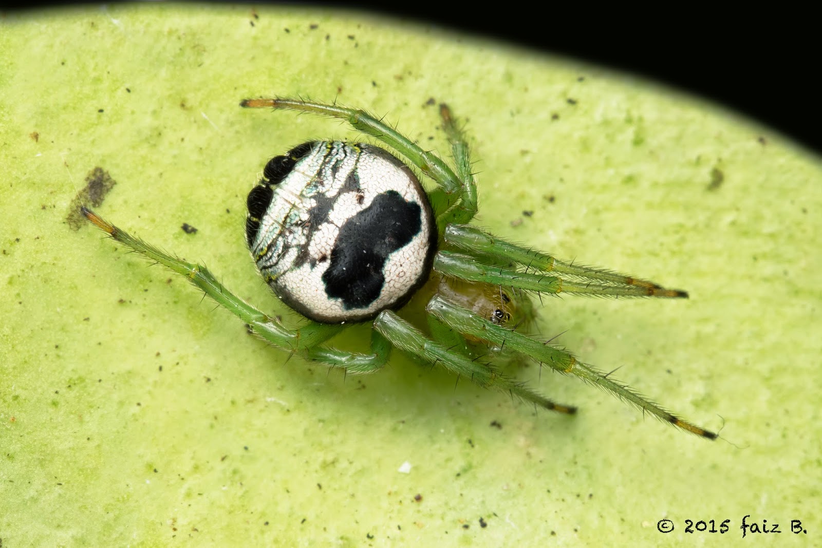 Mirrorless Macro Photography: Killing Time with Macro