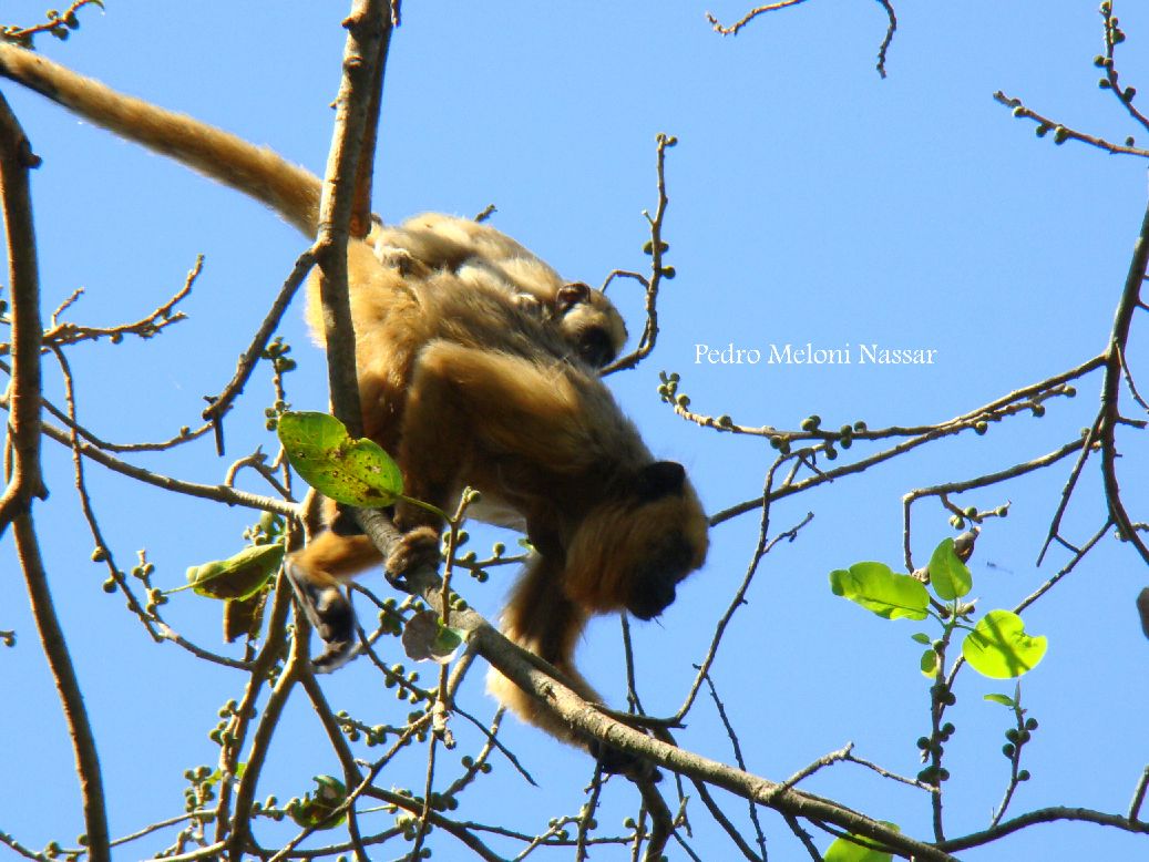 Fauna Brasileira: bugio