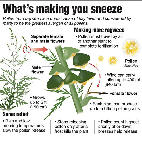 Raise What's Left of the Flag for me..: RaW Ragweed Pollen Allergy ...
