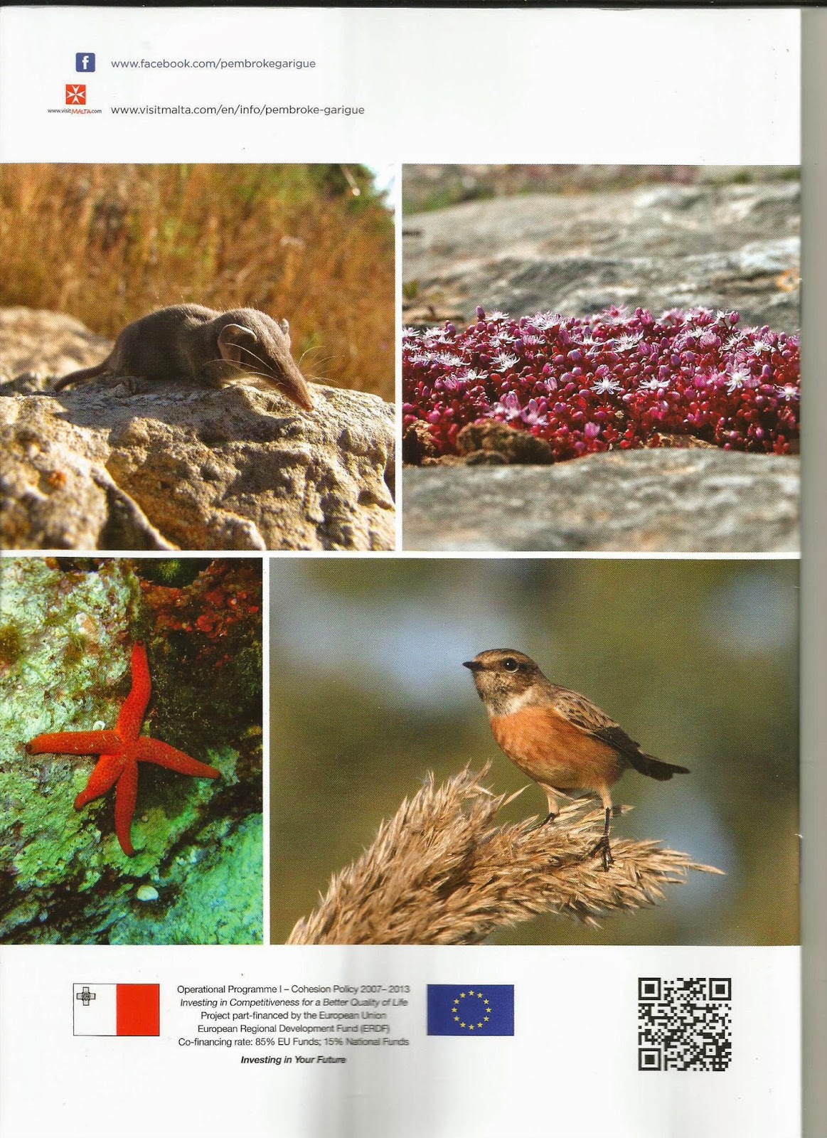 Arnold Sciberras: SCIBERRAS, A. & SCIBERRAS, J. (2013) Fauna at ...