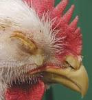 edna: Penyakit Infectious Laryngotracheitis (ILT) pada Unggas