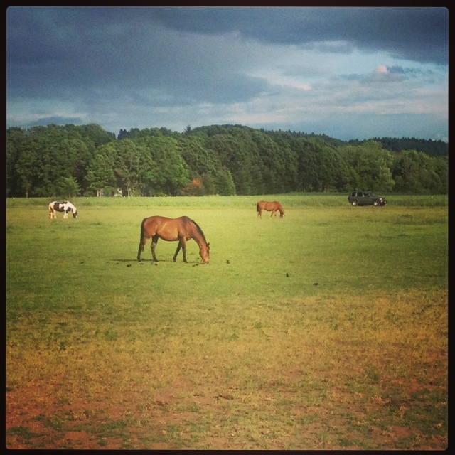 A Dream Come True: Fat, fat ponies!