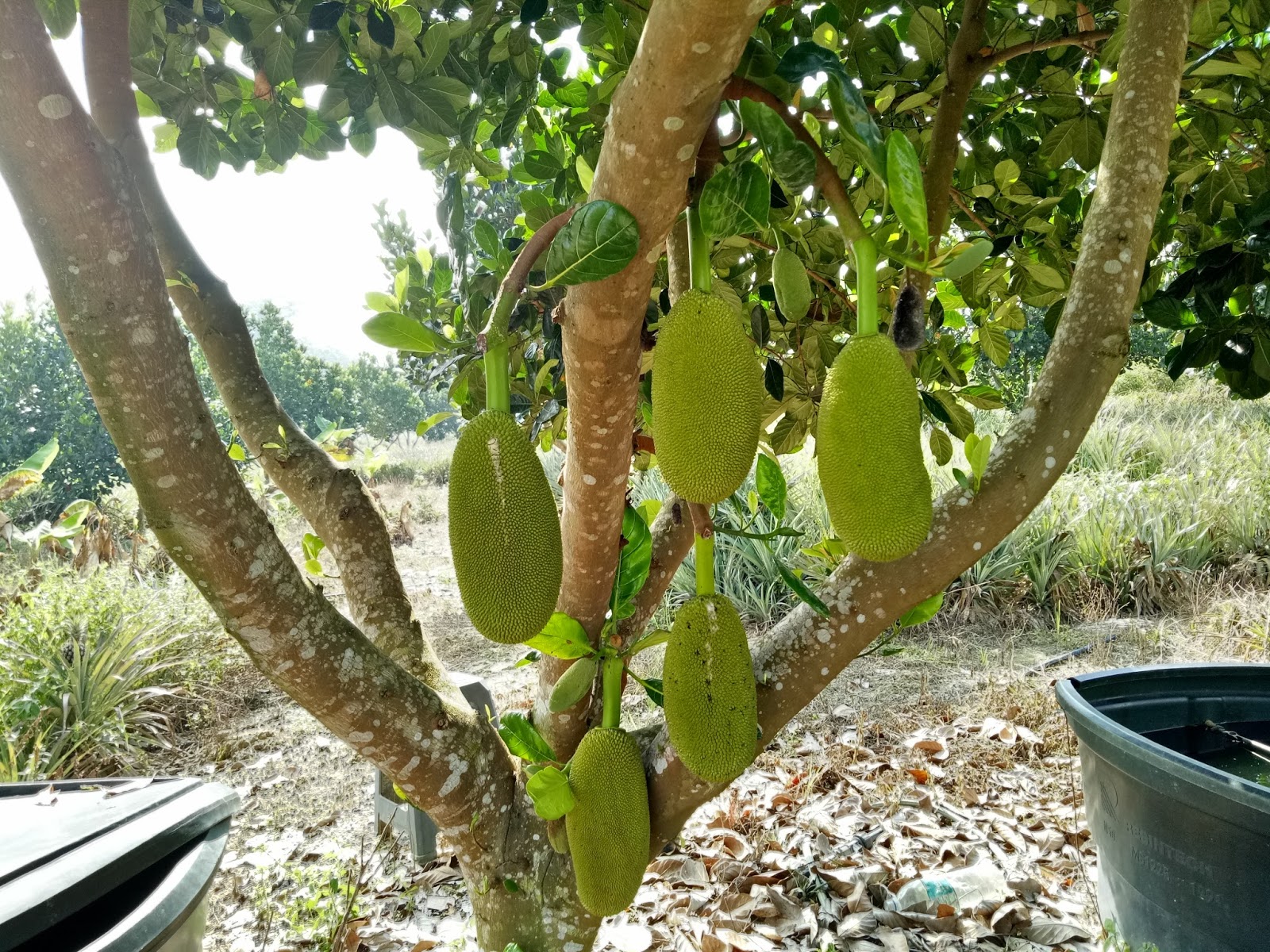 Jackfruit(Nangka): Cantasan, kawalan rumpai dan pembajaan sangat ...
