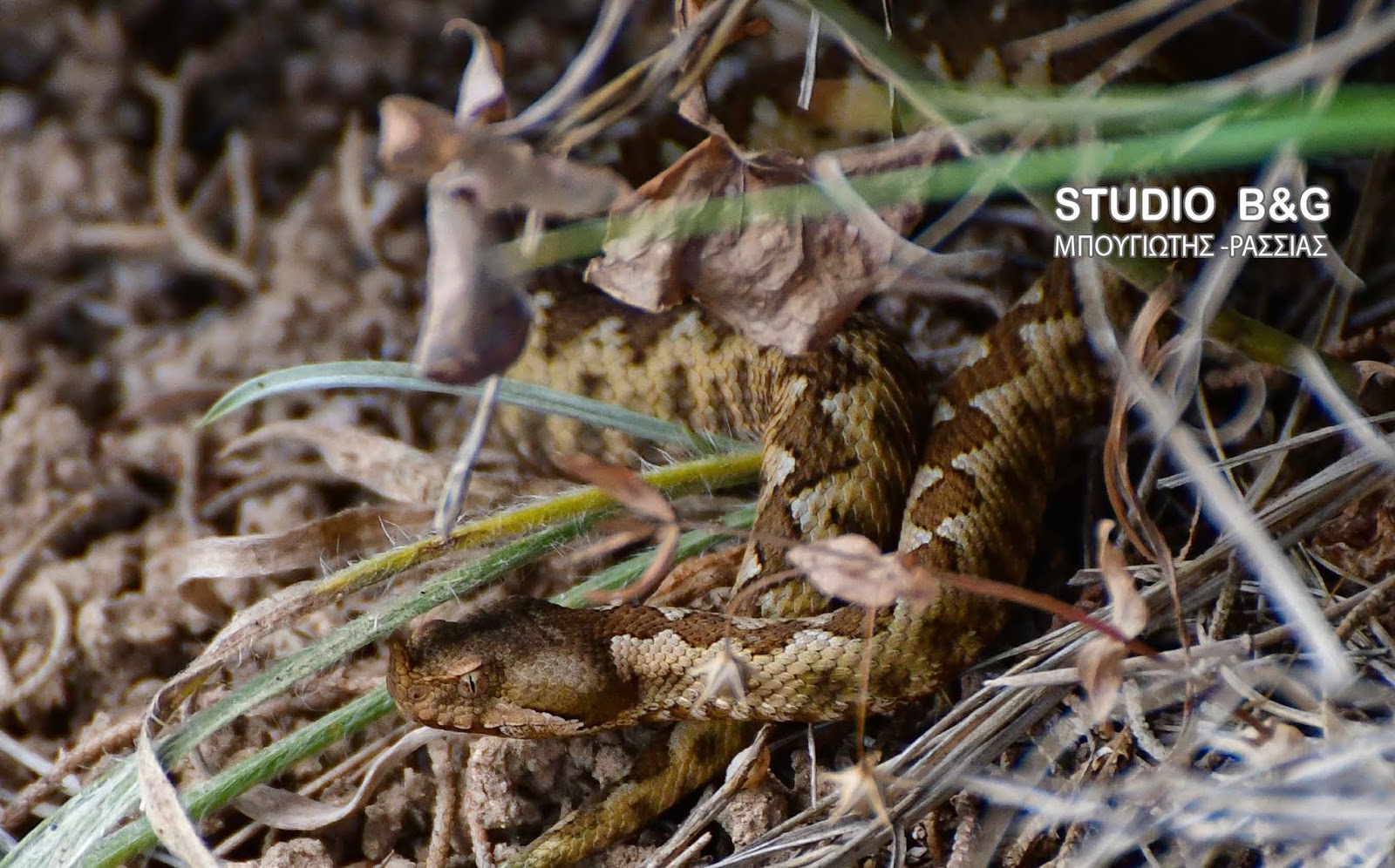 Η φωτογραφία της ημέρας: Οχιά - Το πιο επικίνδυνο φίδι στην Ελλάδα