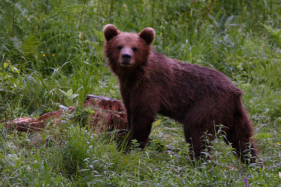 Gregor Bernard: RJAVI MEDVED Ursus arctos