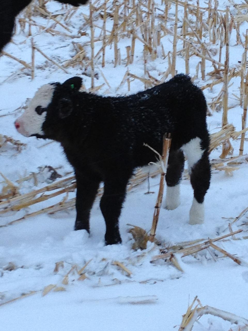 RCC Blog: Deadliest Catch at Blach show cattle CO